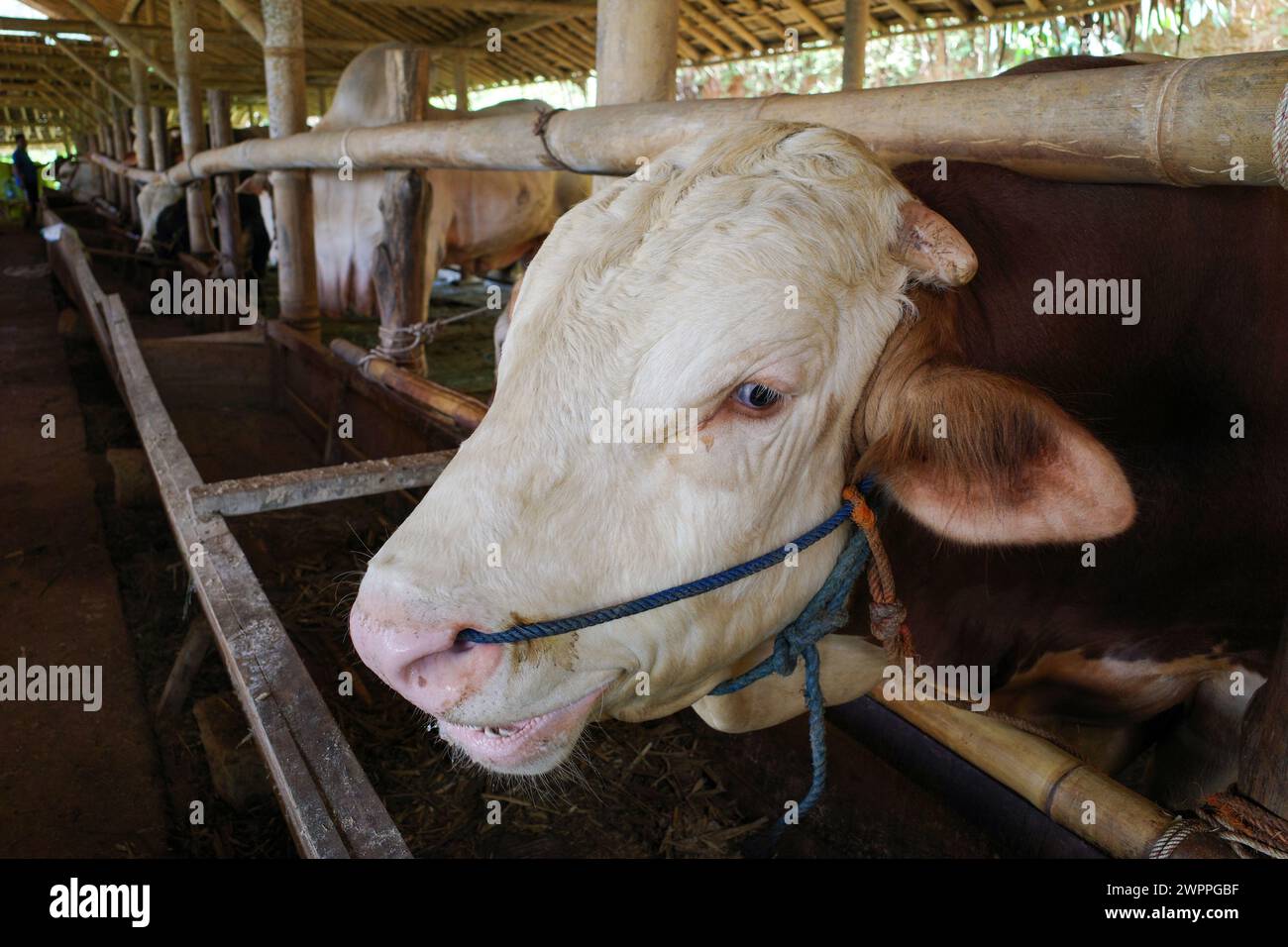 Male cows, Bos taurus, in the farmhouse in Kulon Progo, Yogyakarta ...
