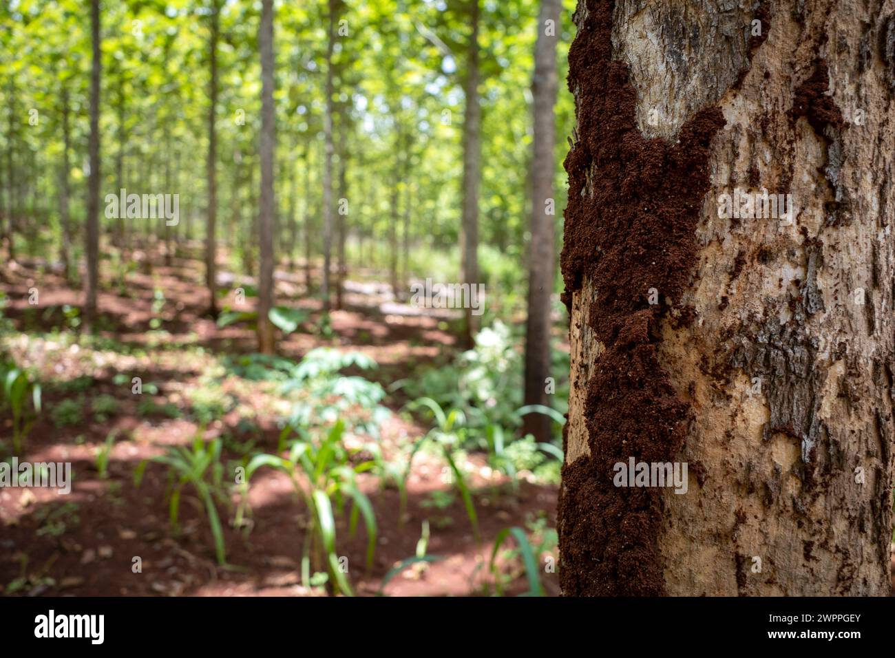Background texture of teak (Tectona grandis) tree bark contains termite ...