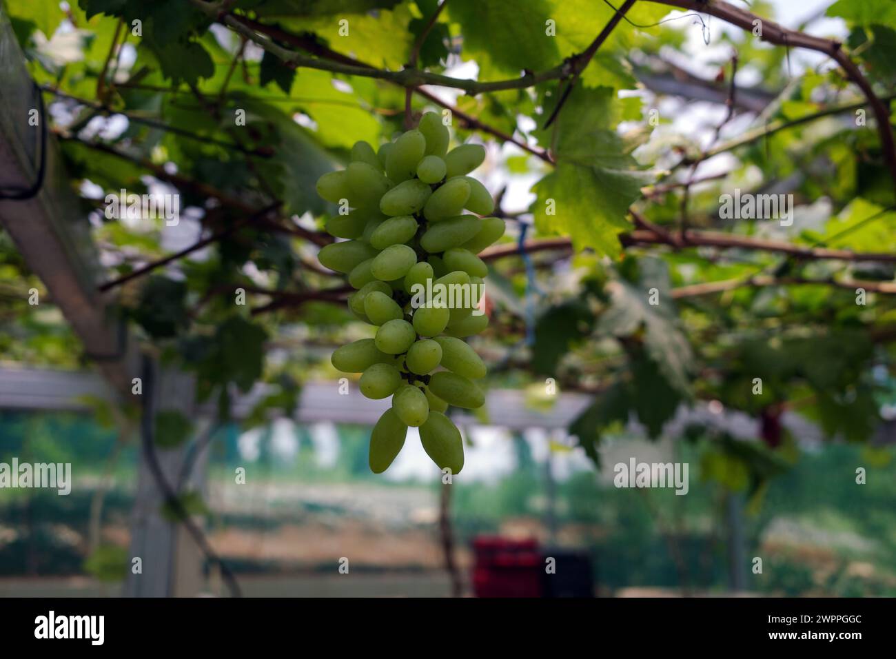 Close up of green grapes, Vitis vinifera, hanging on its tree branch ...
