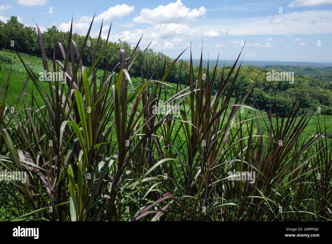 Rumput Gajah Ungu, Red Napier, Vertigo fountain grass (Pennisetum ...