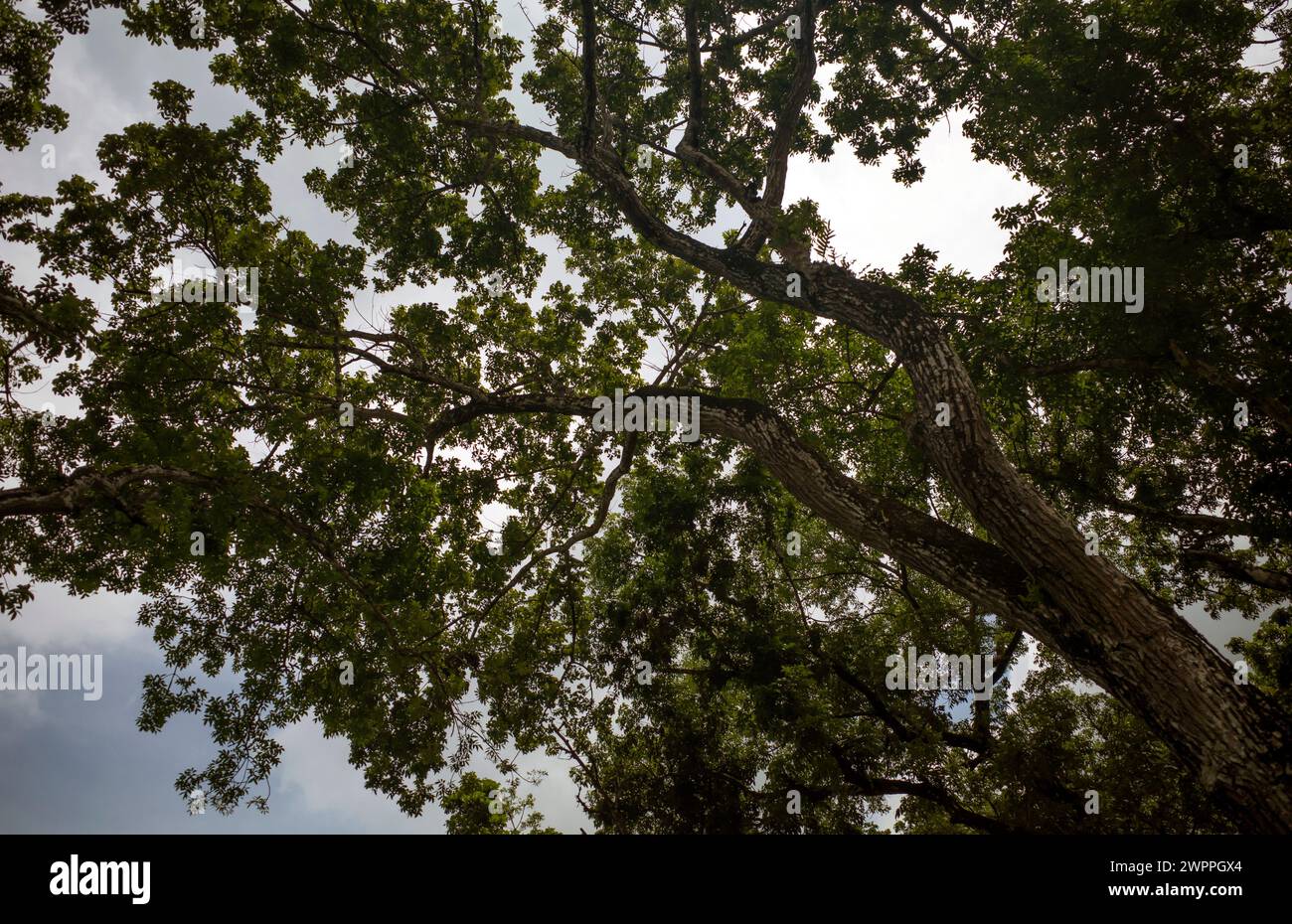 Mahogany swietenia macrophylla hi-res stock photography and images - Alamy