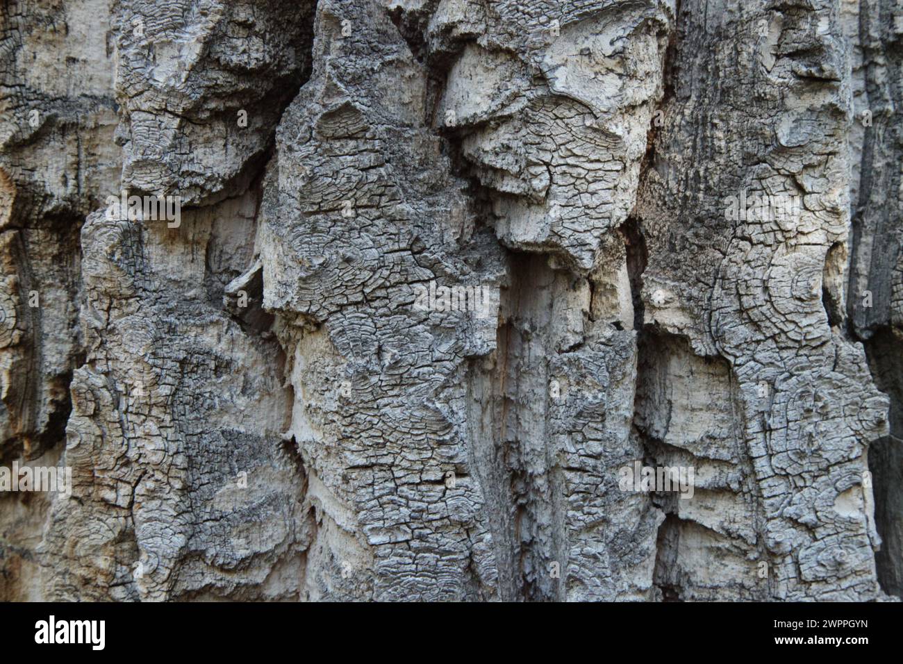 Black cottonwood hi-res stock photography and images - Alamy