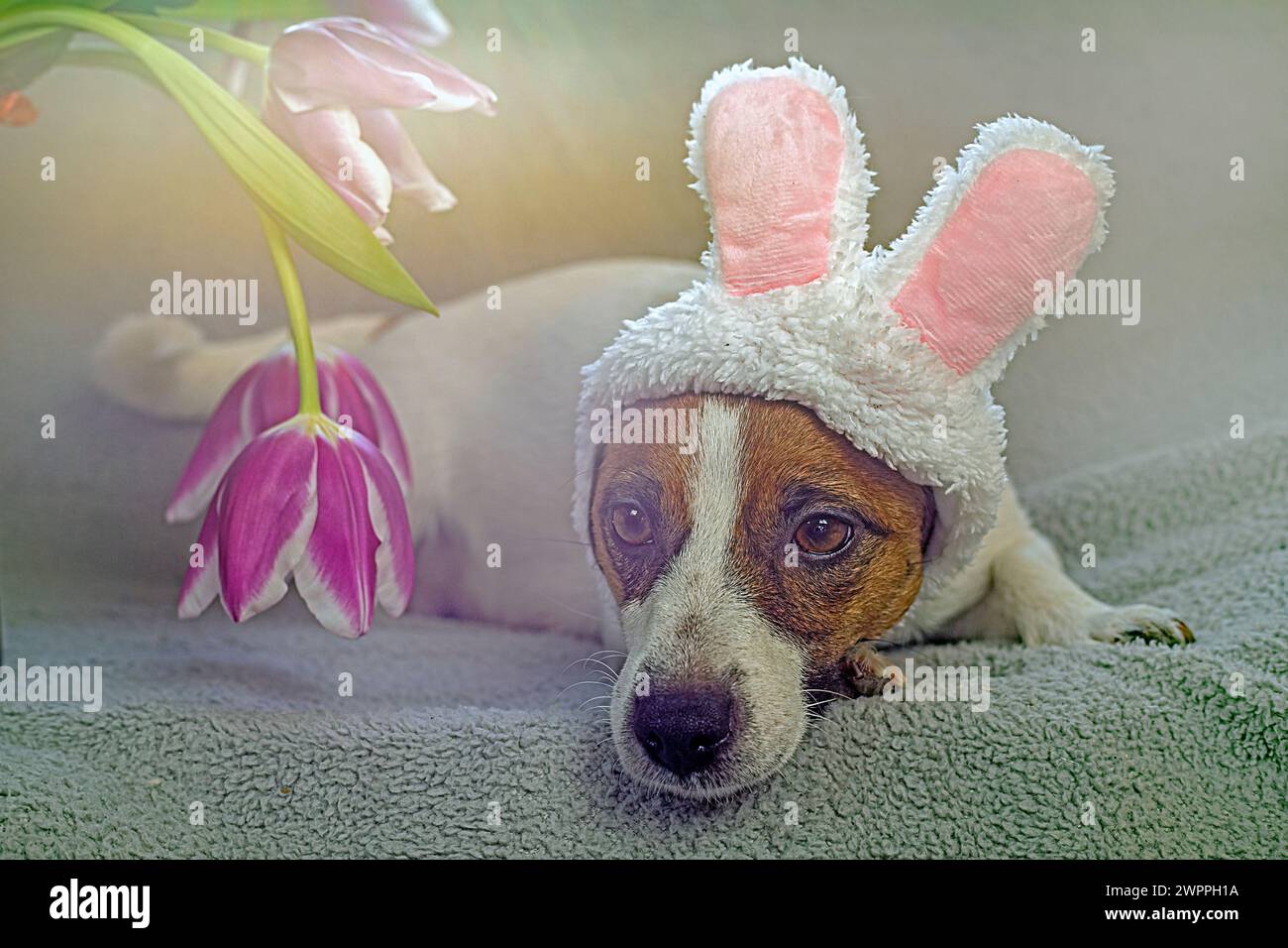 Jack Russell Terrier dressed with the ears of the Easter Bunny Boni ...