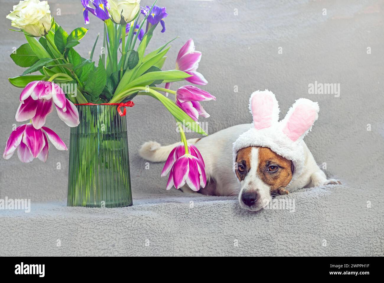 cute Jack Russell Terrier dressed with the ears of the Easter Bunny ...