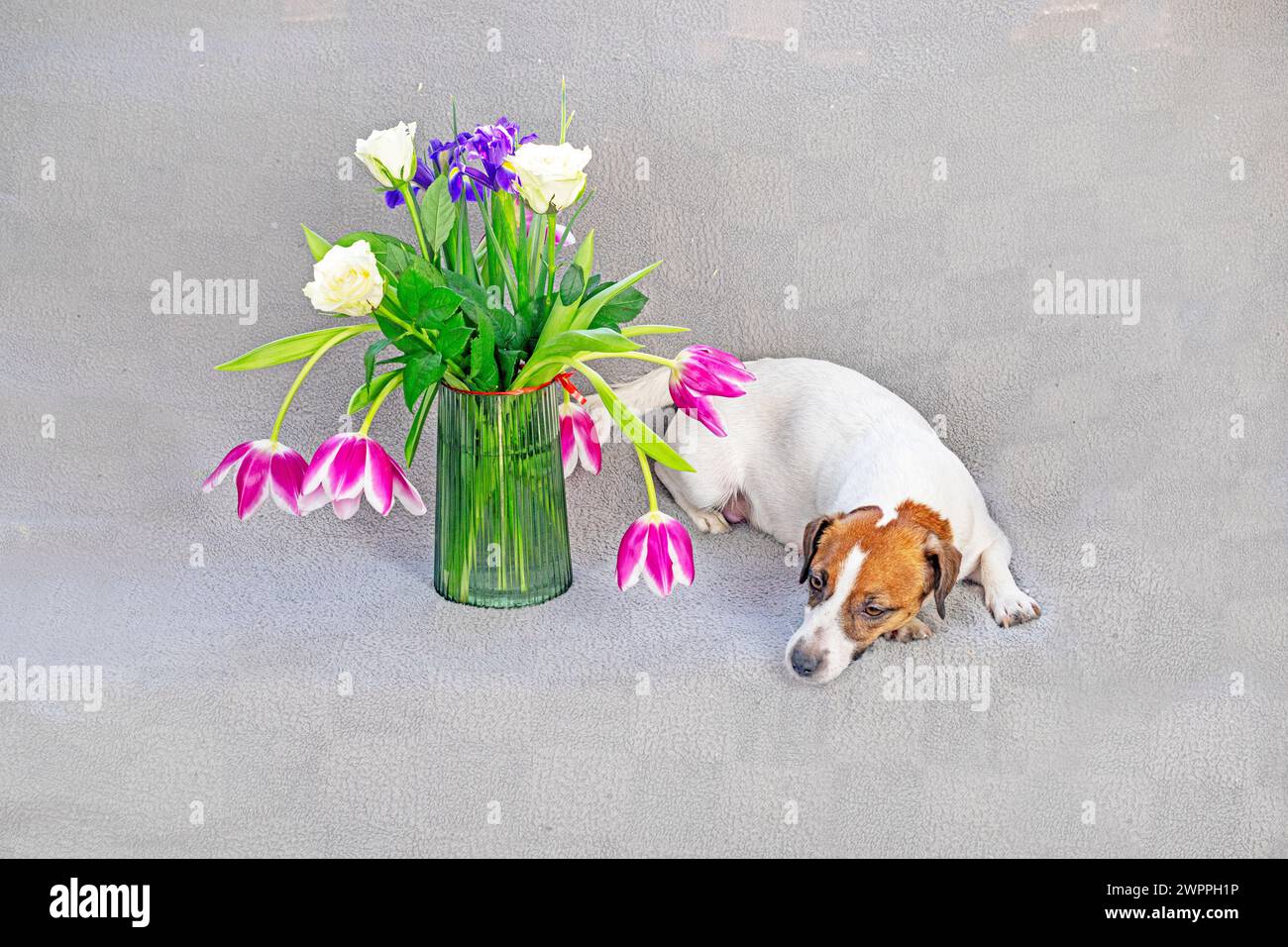 Cute Jack Russell Terrier dressed with Easter bunny ears Bonnie lies ...