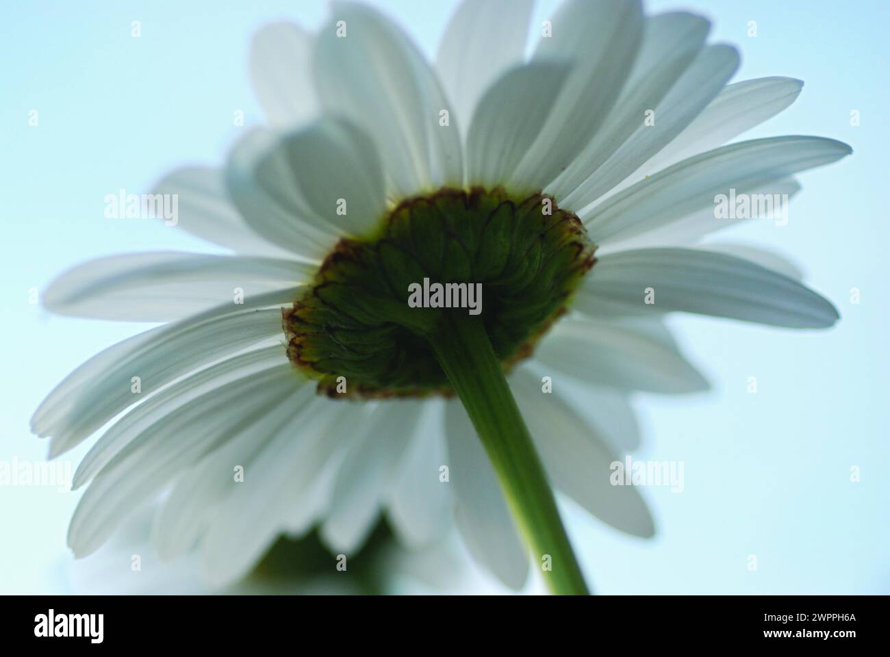 Backside of a Daisy Stock Photo - Alamy
