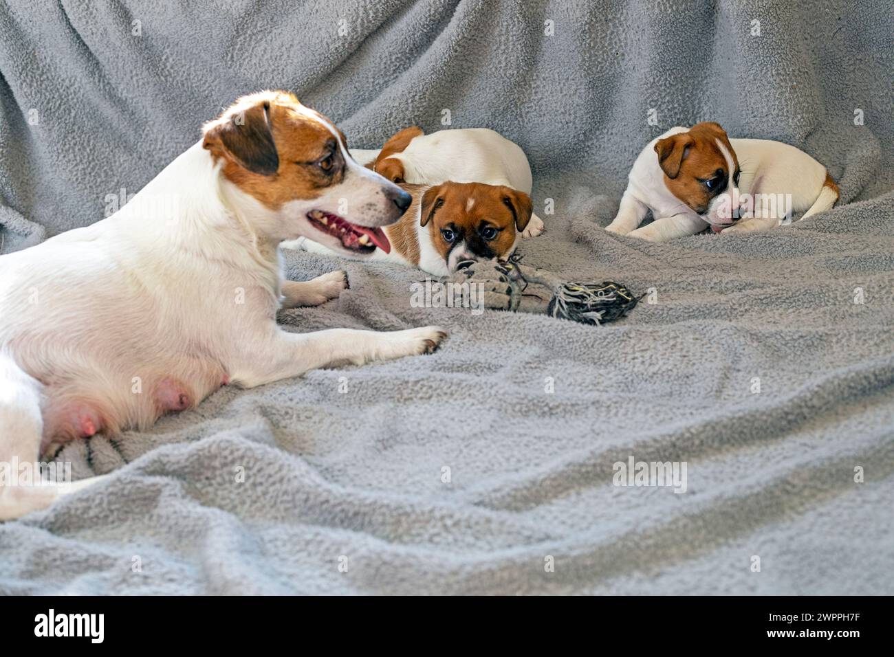 female Jack Russell terrier plays with her little puppies. Hygiene for ...
