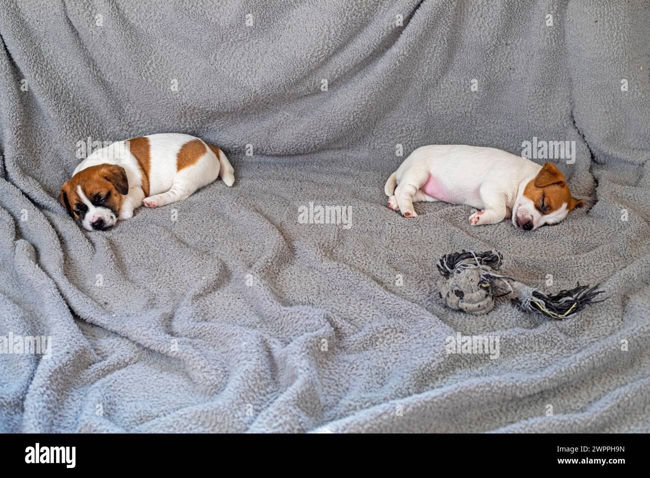 two small Jack Russell terrier puppies sleep on a gray blanket after ...