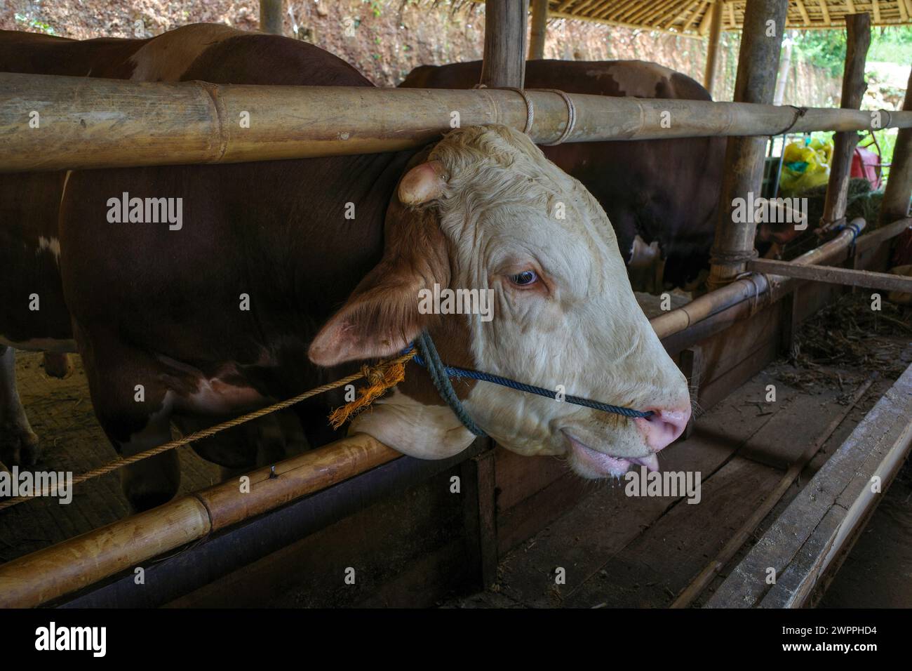 Male cows, Bos taurus, in the farmhouse in Kulon Progo, Yogyakarta ...