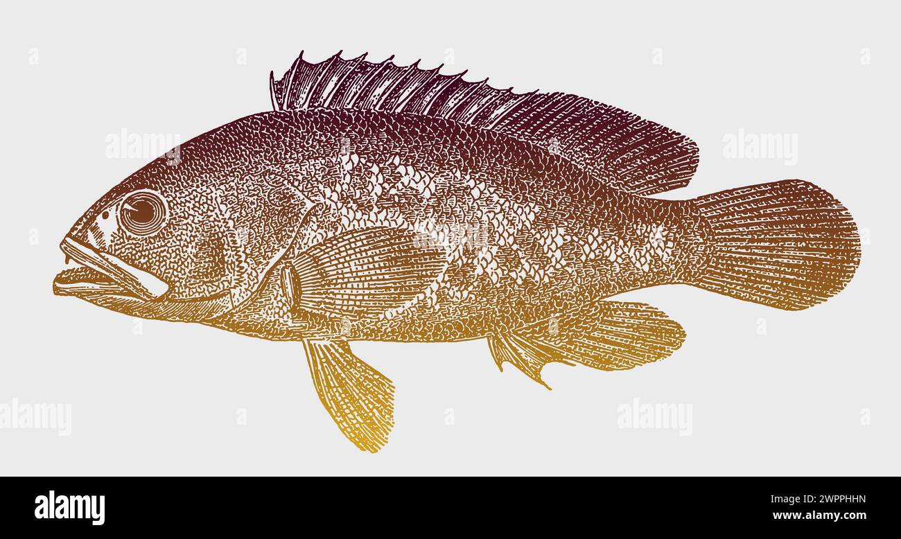 Indian grouper Stock Vector Images - Alamy