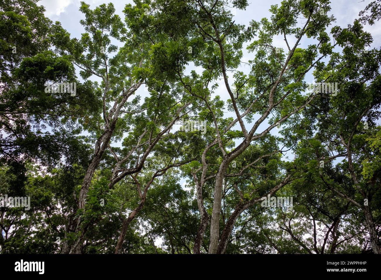 Mahogany tree, Swietenia macrophylla forest in Gunung Kidul, Yogyakarta ...