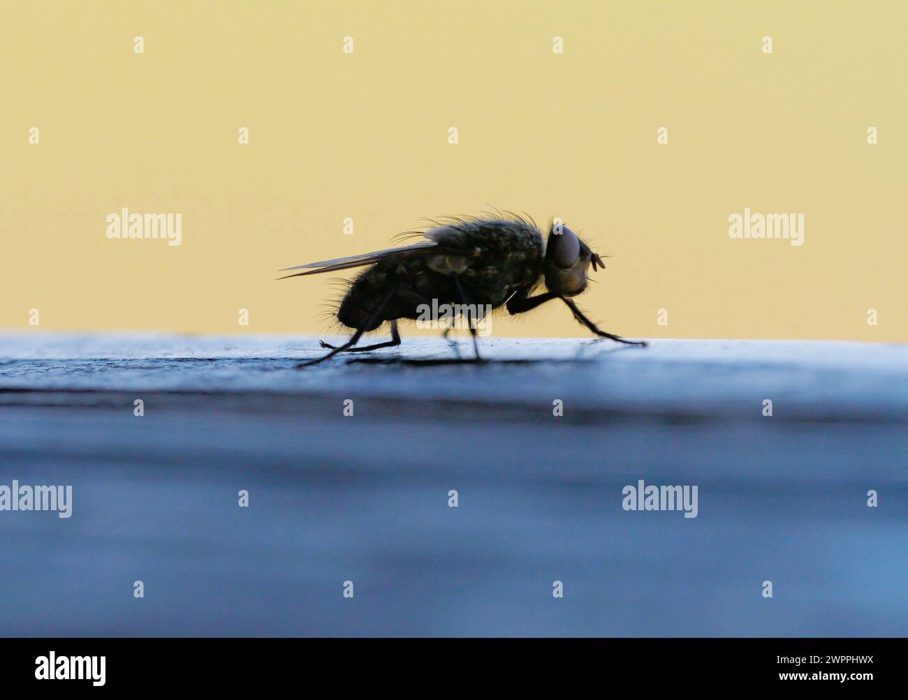 Antliophora hi-res stock photography and images - Alamy