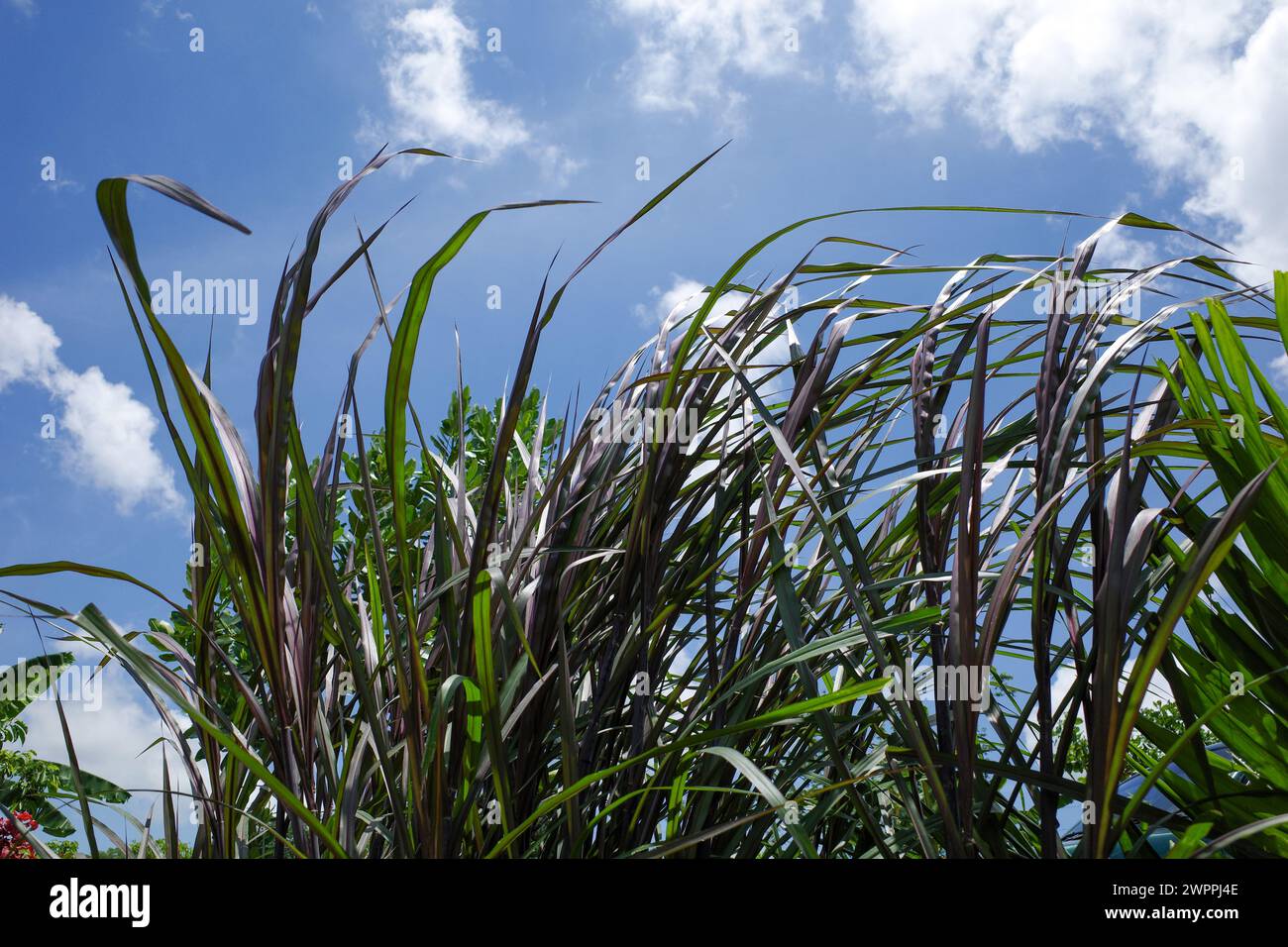 Rumput Gajah Ungu, Red Napier, Vertigo fountain grass (Pennisetum ...