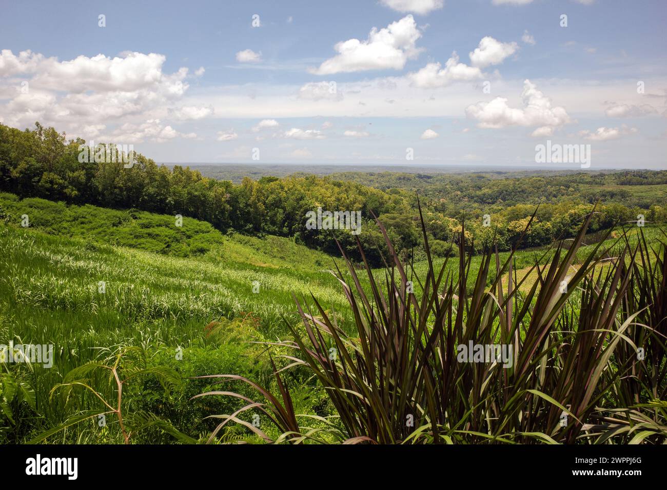 Rumput Gajah Ungu, Red Napier, Vertigo fountain grass (Pennisetum ...