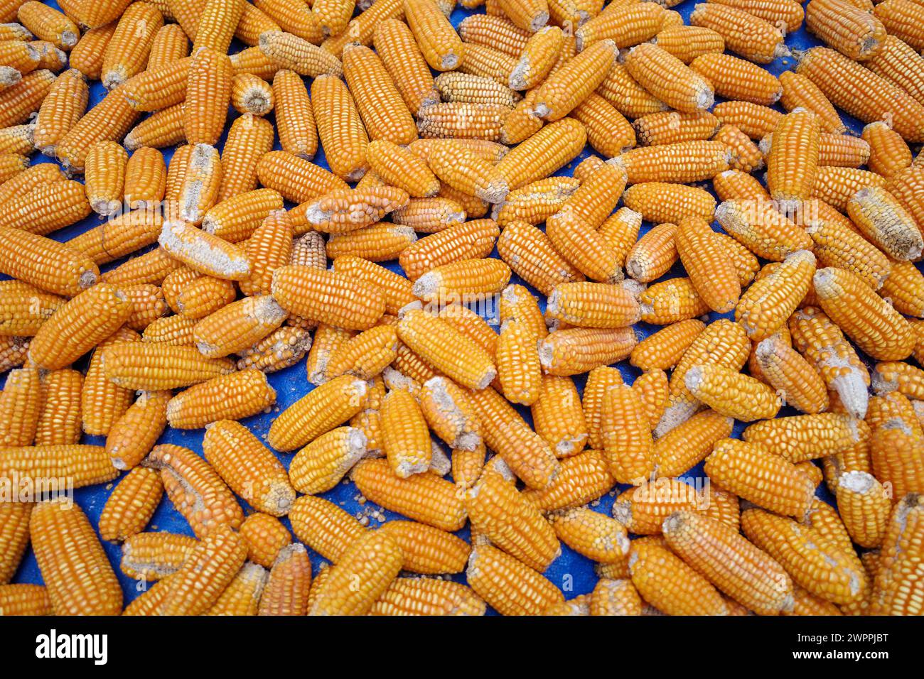 Corn dryness hi-res stock photography and images - Alamy