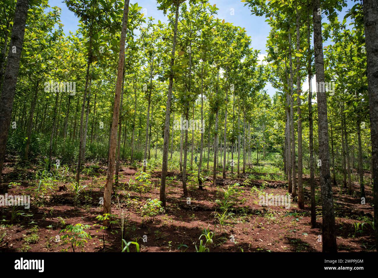 Young teak (Tectona grandis) forest plantation in Gunung Kidul ...