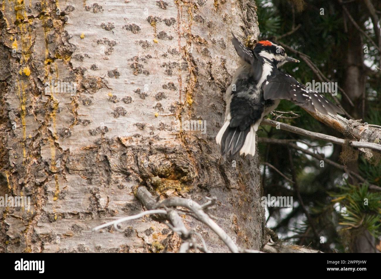 Hairy Woodpecker Picoides villosus Copper ridge bird Alpine Lakes ...