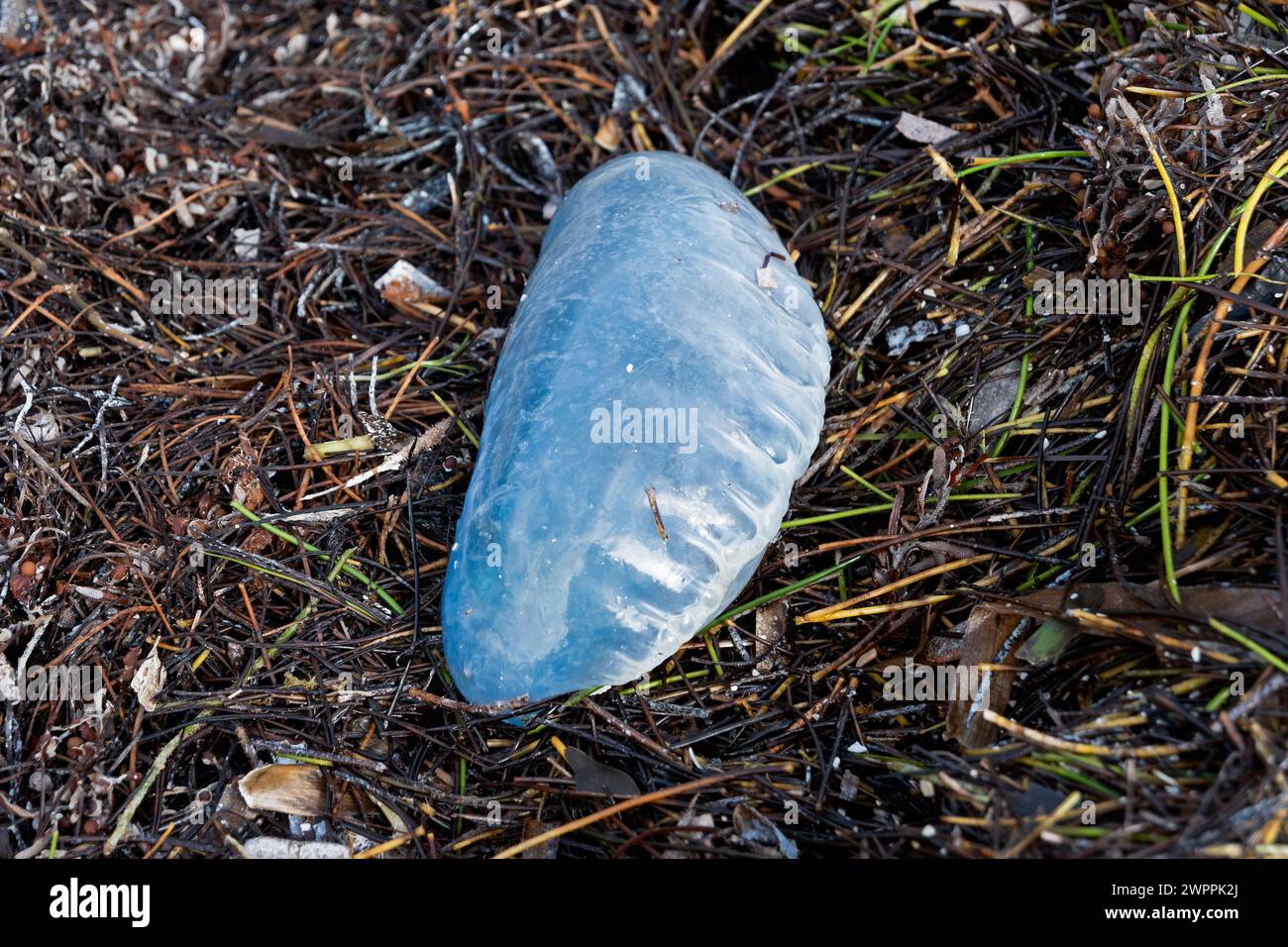 Portugese Man O'War stranded in the wrack line at Crandon Park, Key ...