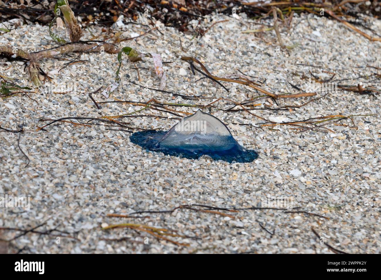 Vellela hi-res stock photography and images - Alamy