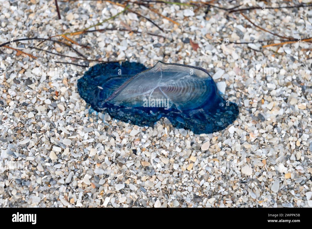 Vellela hi-res stock photography and images - Alamy