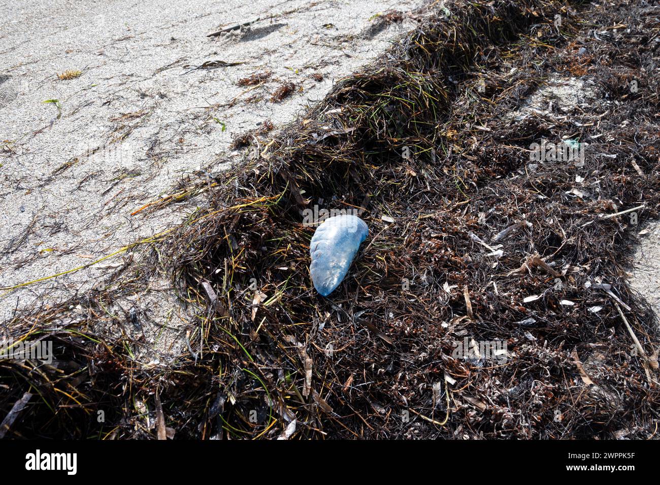 Portugese Man O'War stranded in the wrack line at Crandon Park, Key ...
