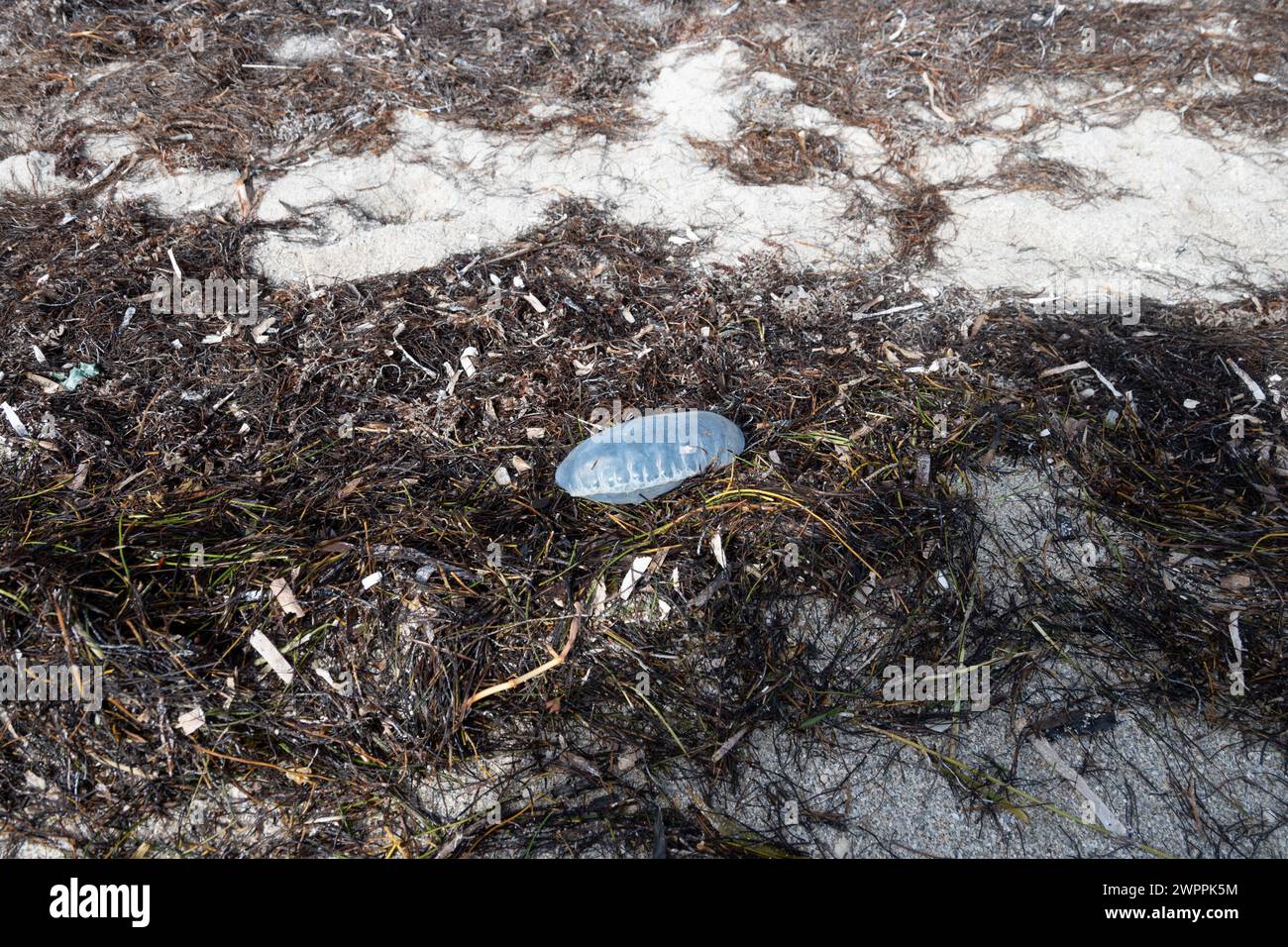 Portugese Man O'War stranded in the wrack line at Crandon Park, Key ...