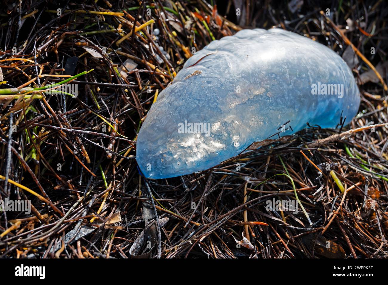 Portugese Man O'War stranded in the wrack line at Crandon Park, Key ...