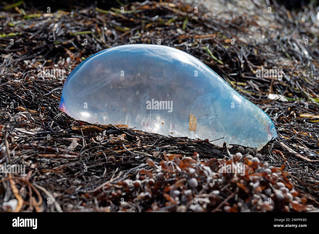 Portugese Man O'War stranded in the wrack line at Crandon Park, Key ...