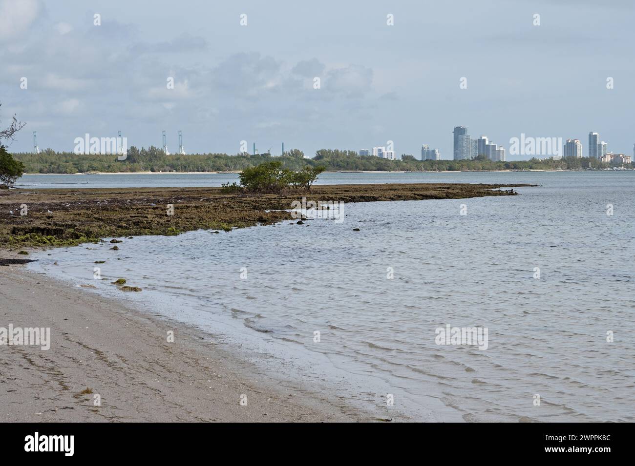Fossil mangrove reef hi-res stock photography and images - Alamy