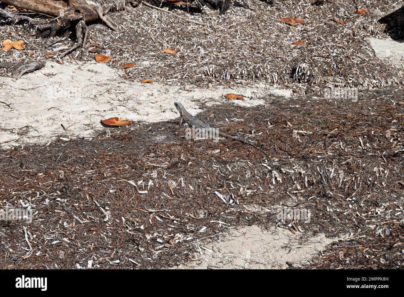 Spiny-tailed Iguana in the wrack line, Crandon Park, Key Biscayne ...