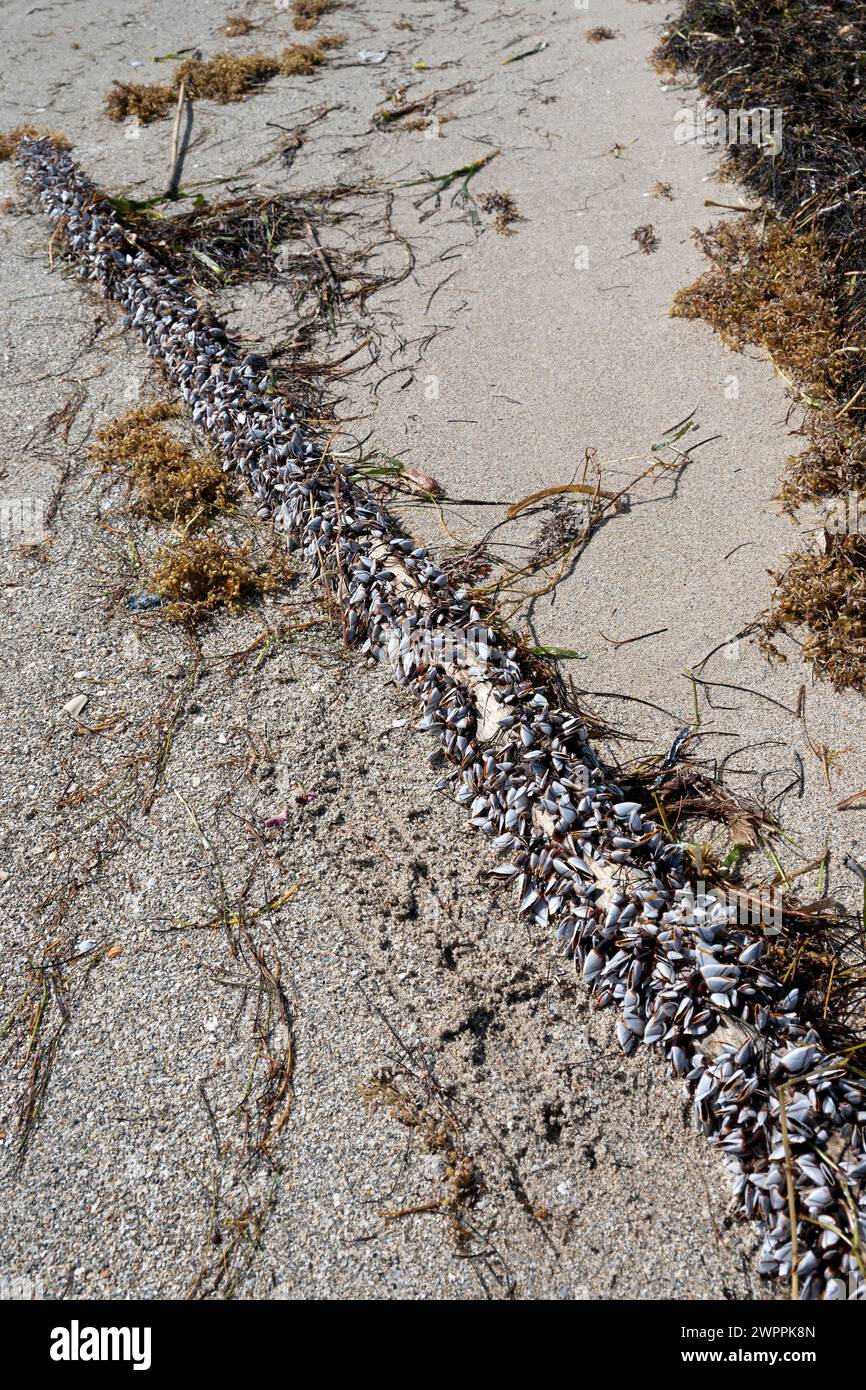 Driftwood covered in Goose Barnacles, Crandon Park, Key Biscayne, Miami ...