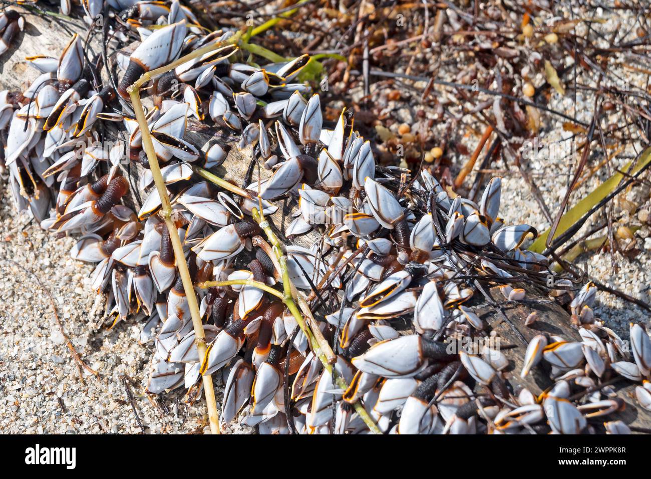 Driftwood covered in Goose Barnacles, Crandon Park, Key Biscayne, Miami ...