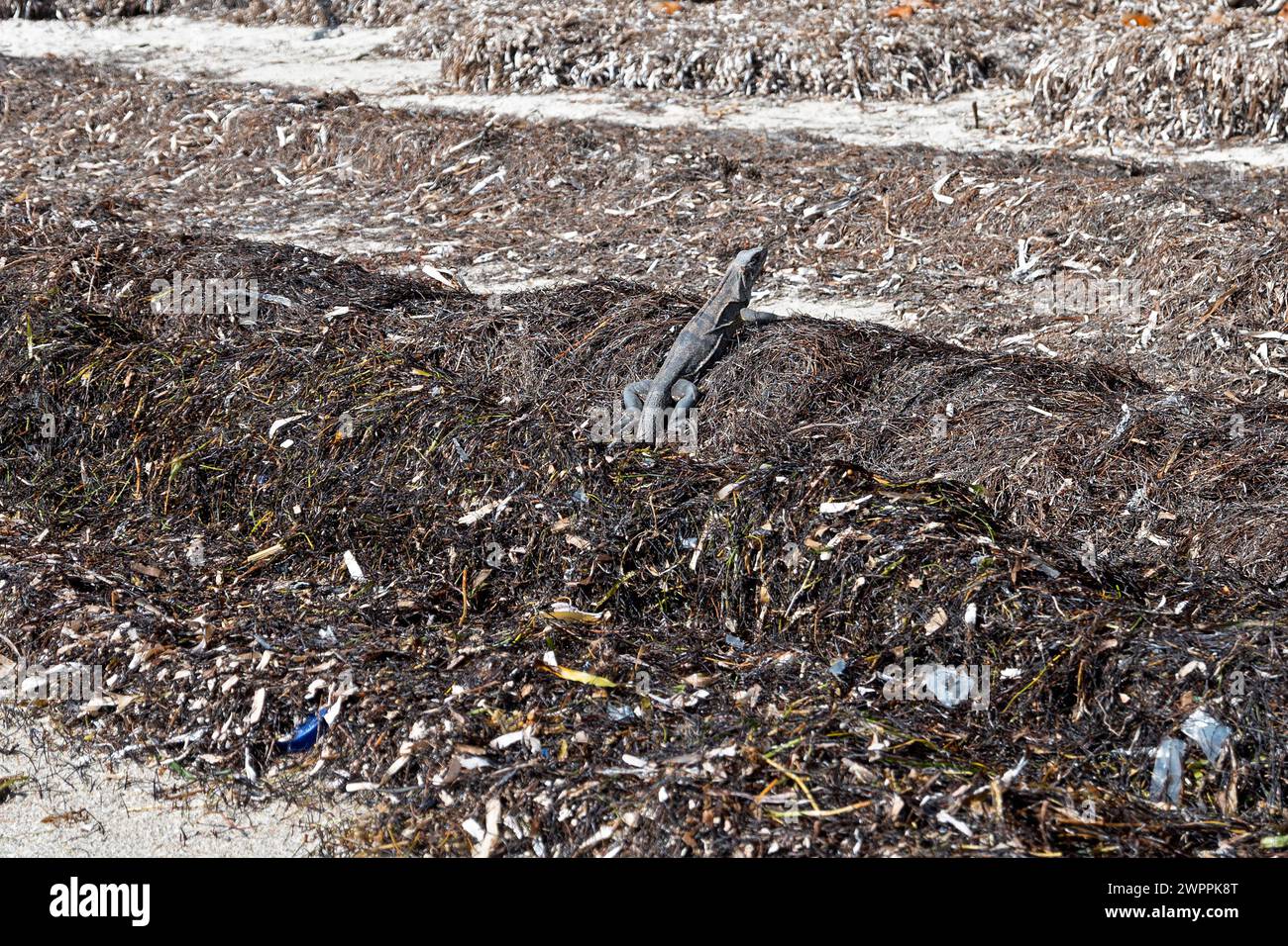 Spiny-tailed Iguana in the wrack line, Crandon Park, Key Biscayne ...
