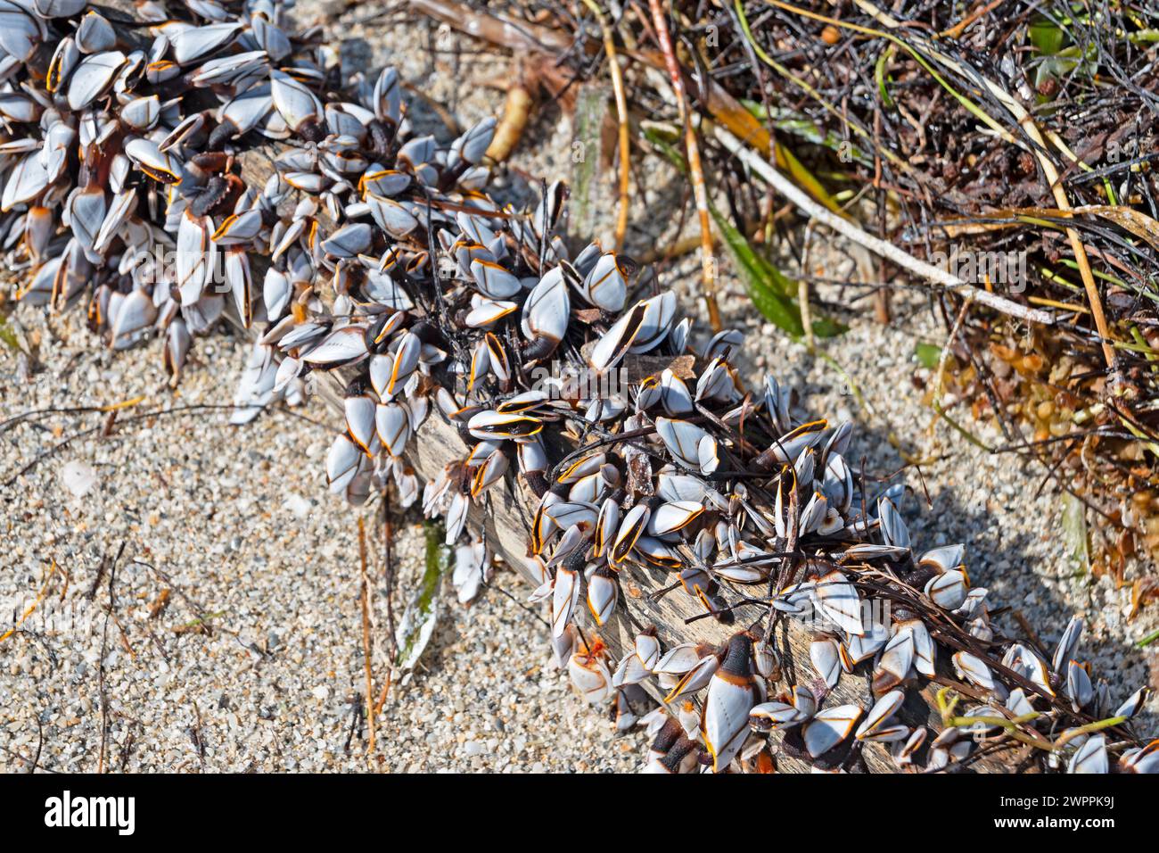 Driftwood covered in Goose Barnacles, Crandon Park, Key Biscayne, Miami ...