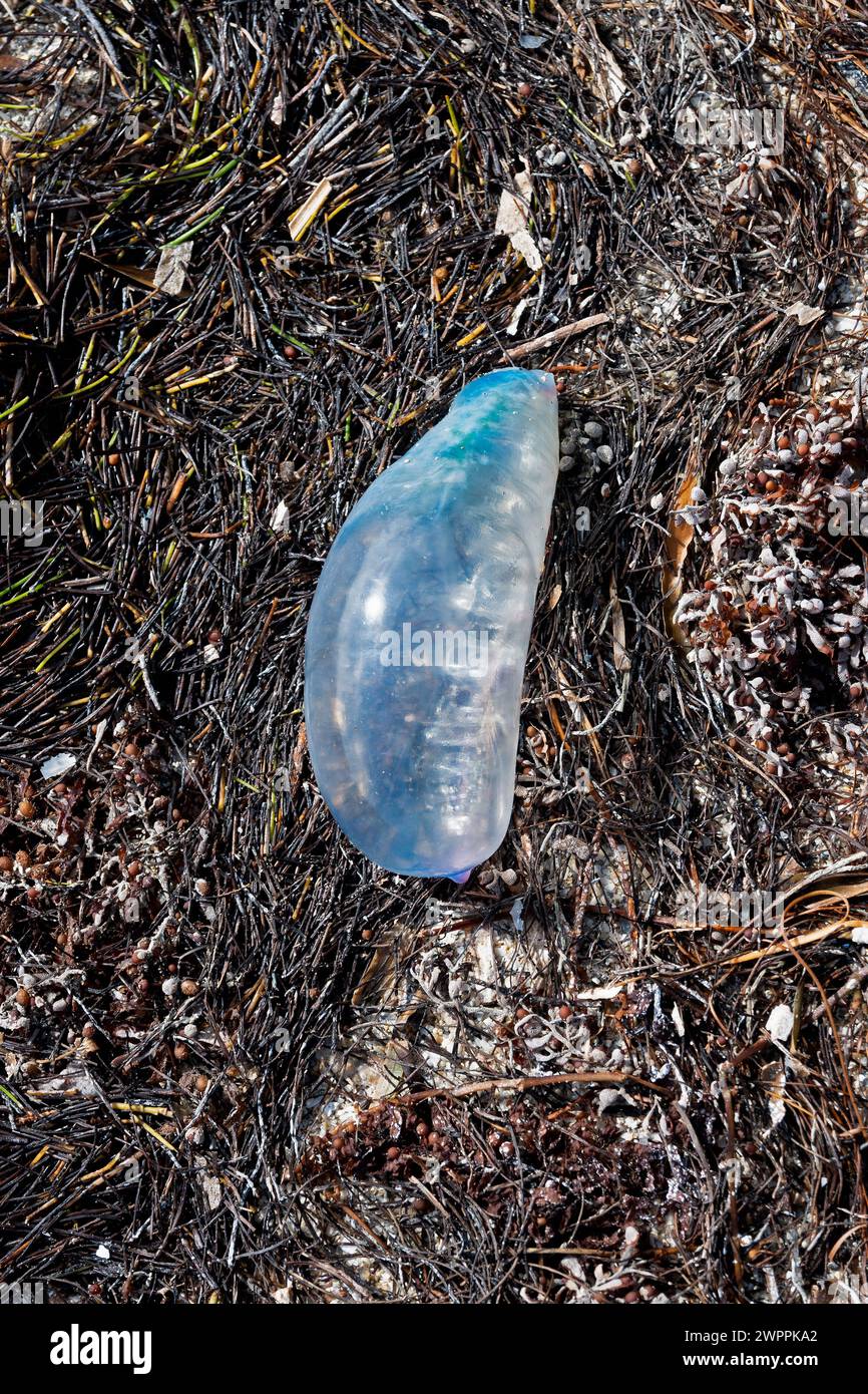 Portugese Man O'War stranded in the wrack line at Crandon Park, Key ...