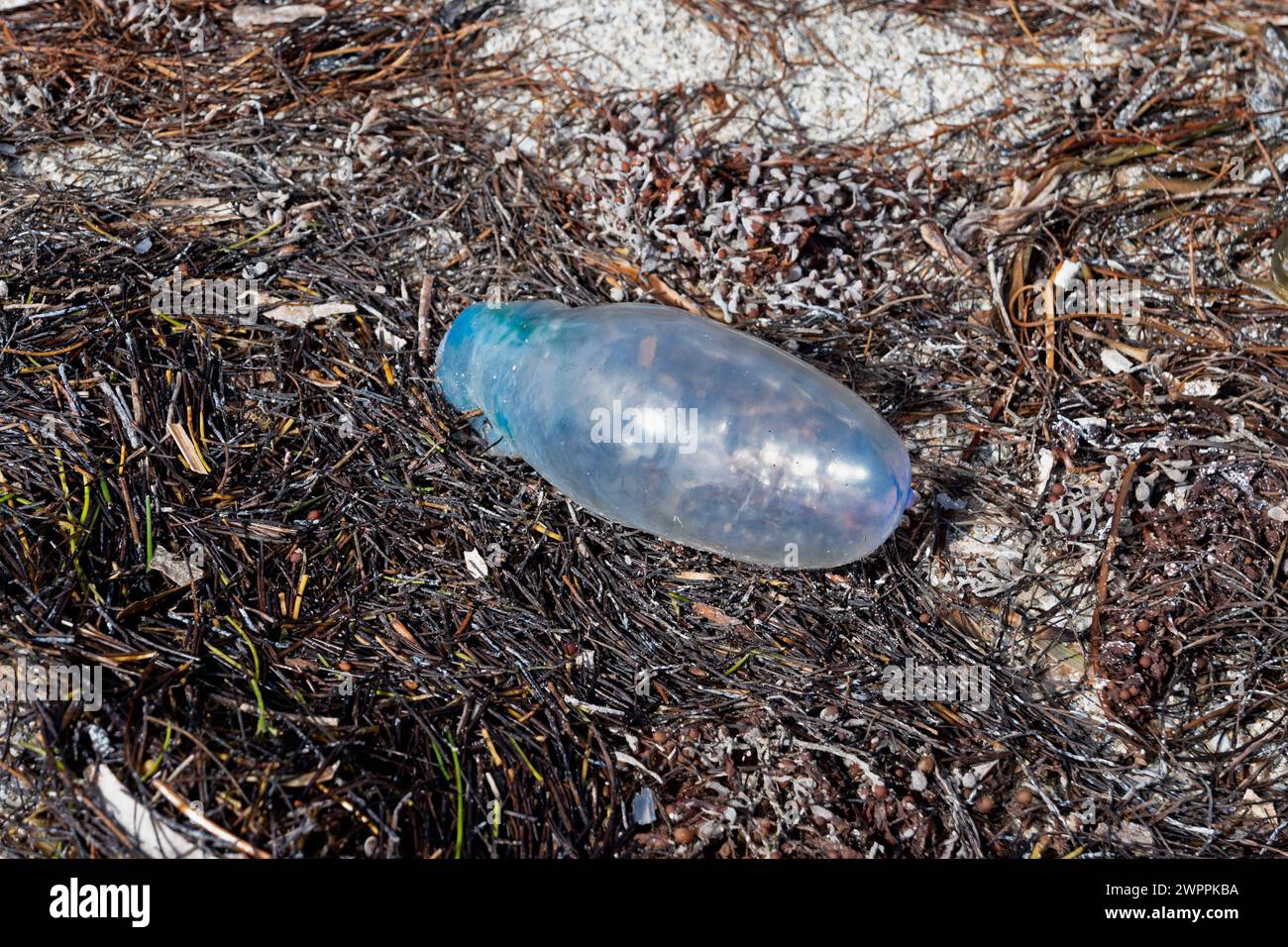 High tide wrack line hi-res stock photography and images - Alamy
