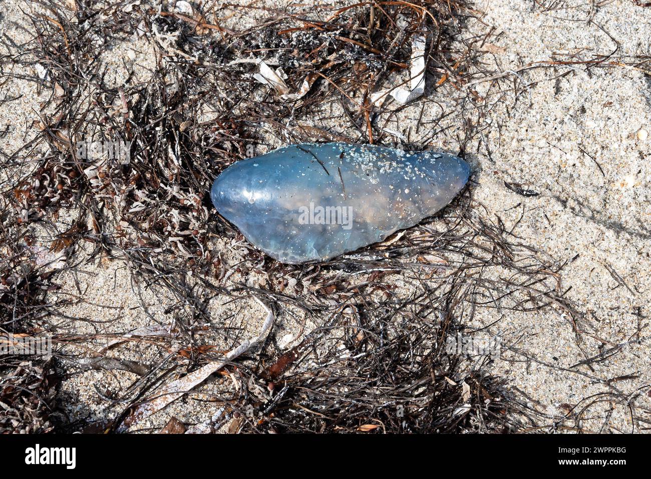 Portugese Man O'War stranded in the wrack line at Crandon Park, Key ...