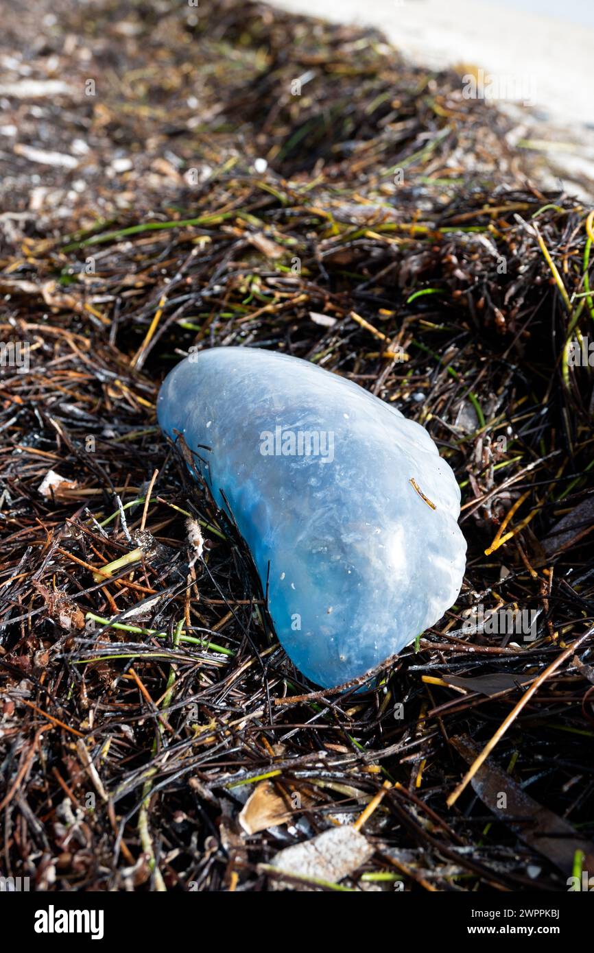 Portugese Man O'War stranded in the wrack line at Crandon Park, Key ...