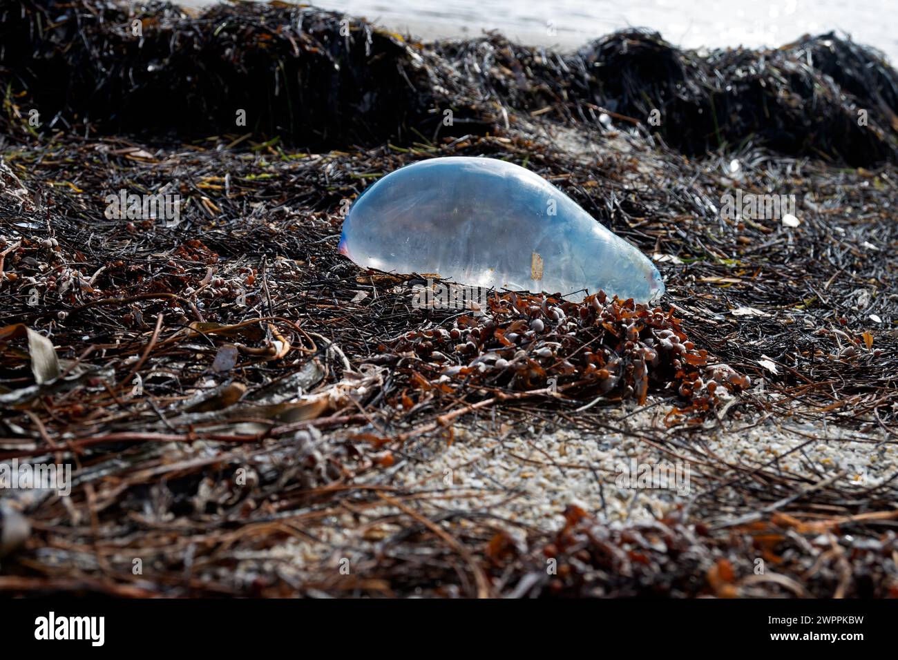Portugese Man O'War stranded in the wrack line at Crandon Park, Key ...