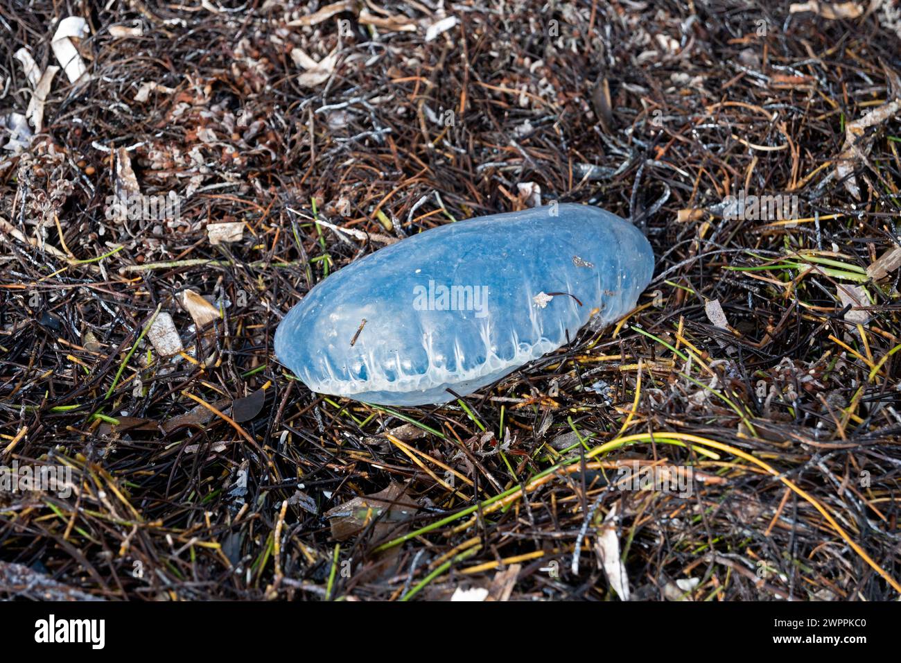 Portugese Man O'War stranded in the wrack line at Crandon Park, Key ...