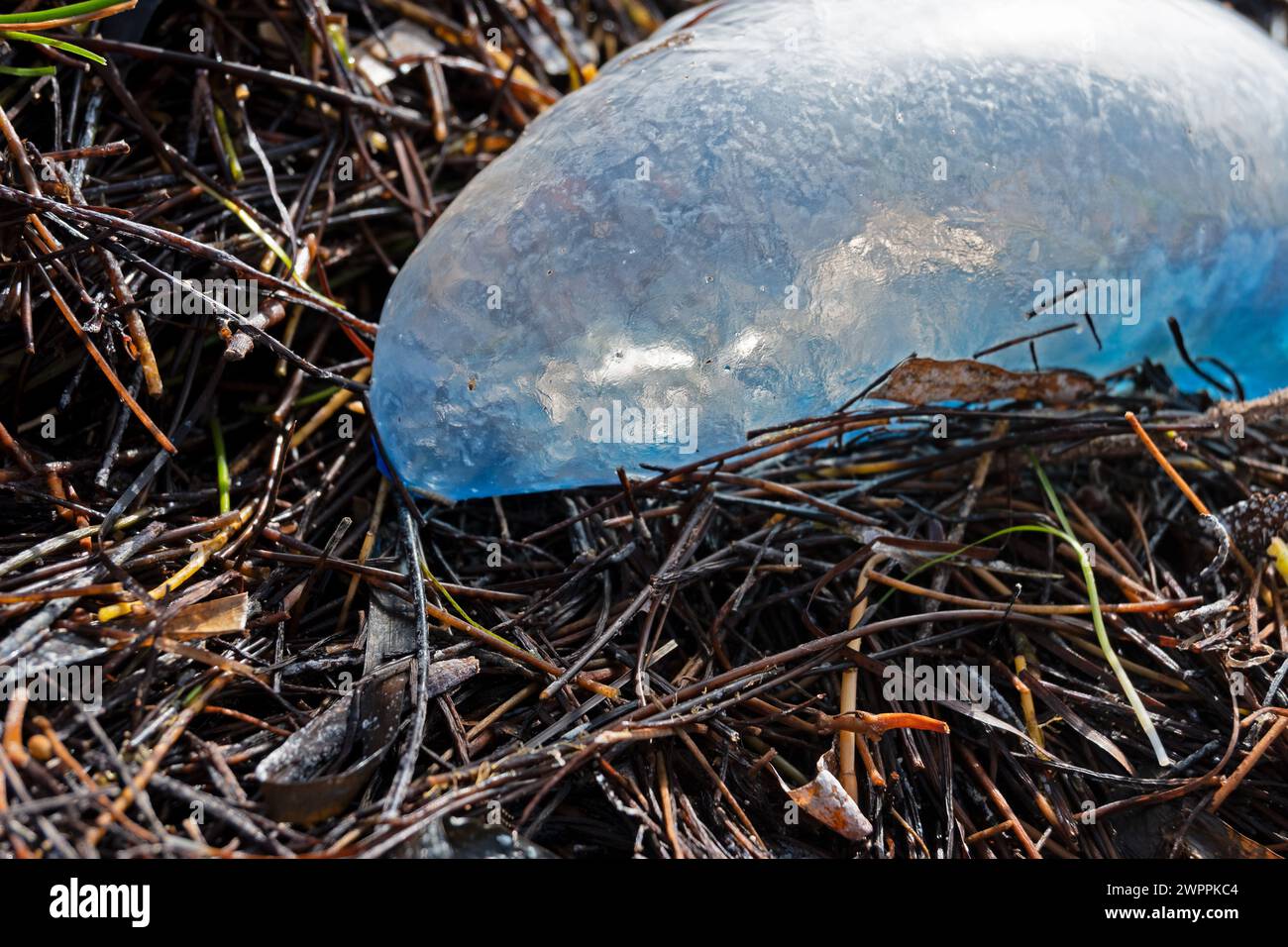 Portugese Man O'War stranded in the wrack line at Crandon Park, Key ...