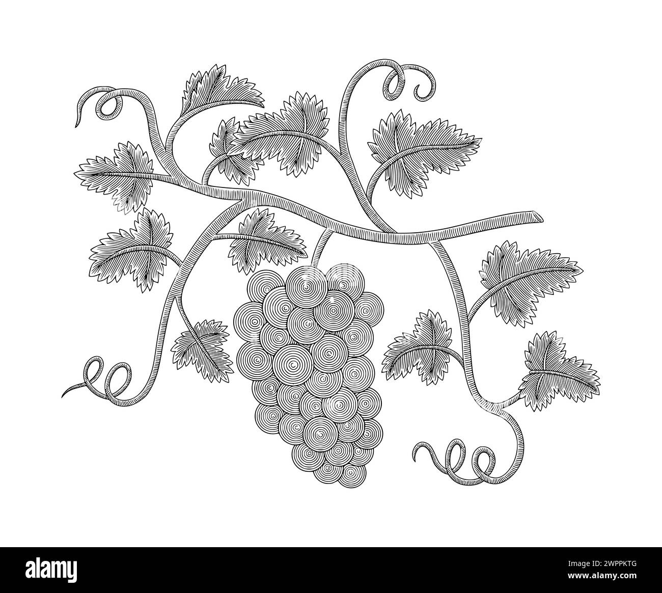 branch of grape with leaf, Vintage engraving drawing style illustration ...