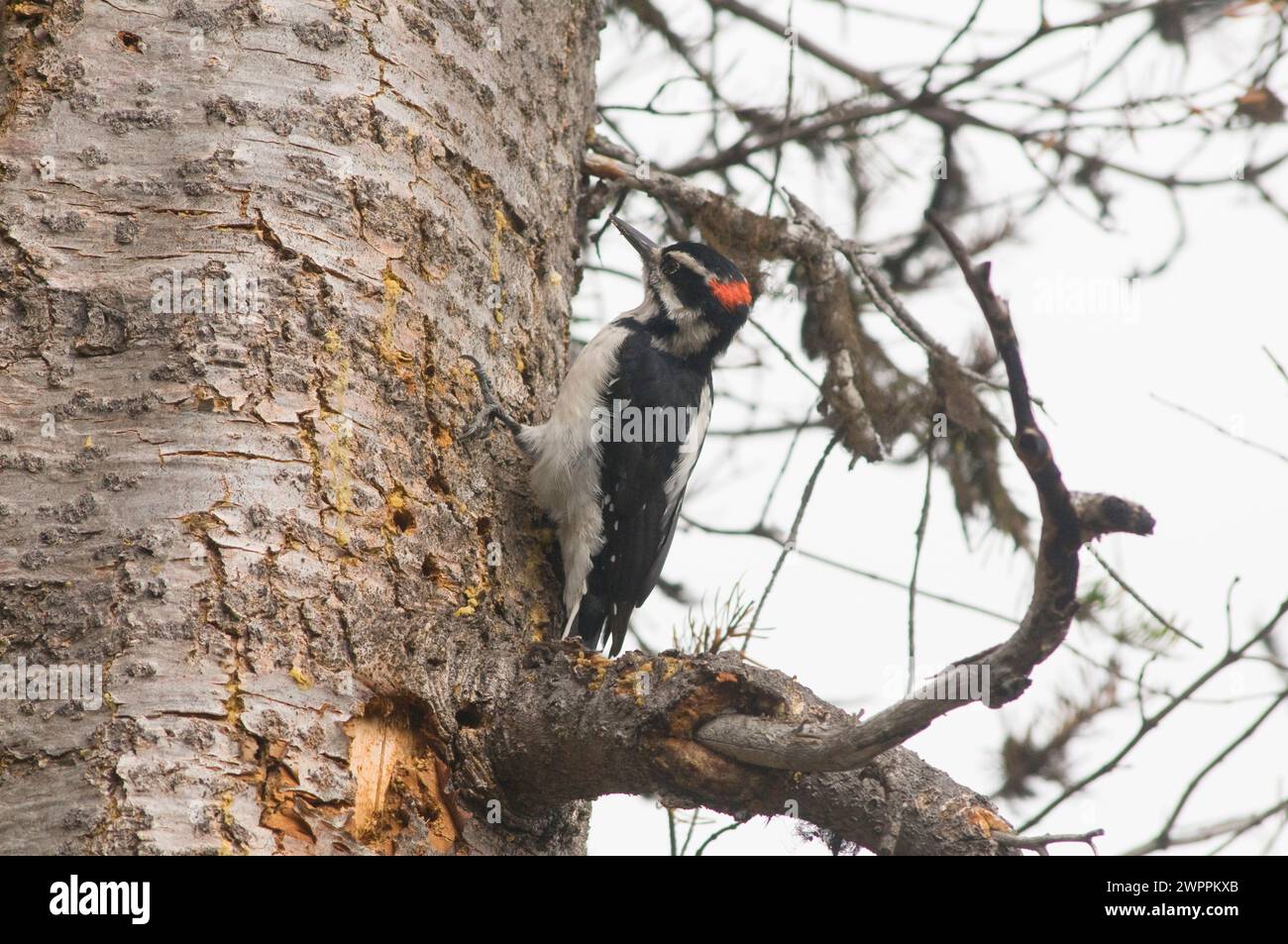 Hairy Woodpecker Picoides villosus Copper ridge bird Alpine Lakes ...