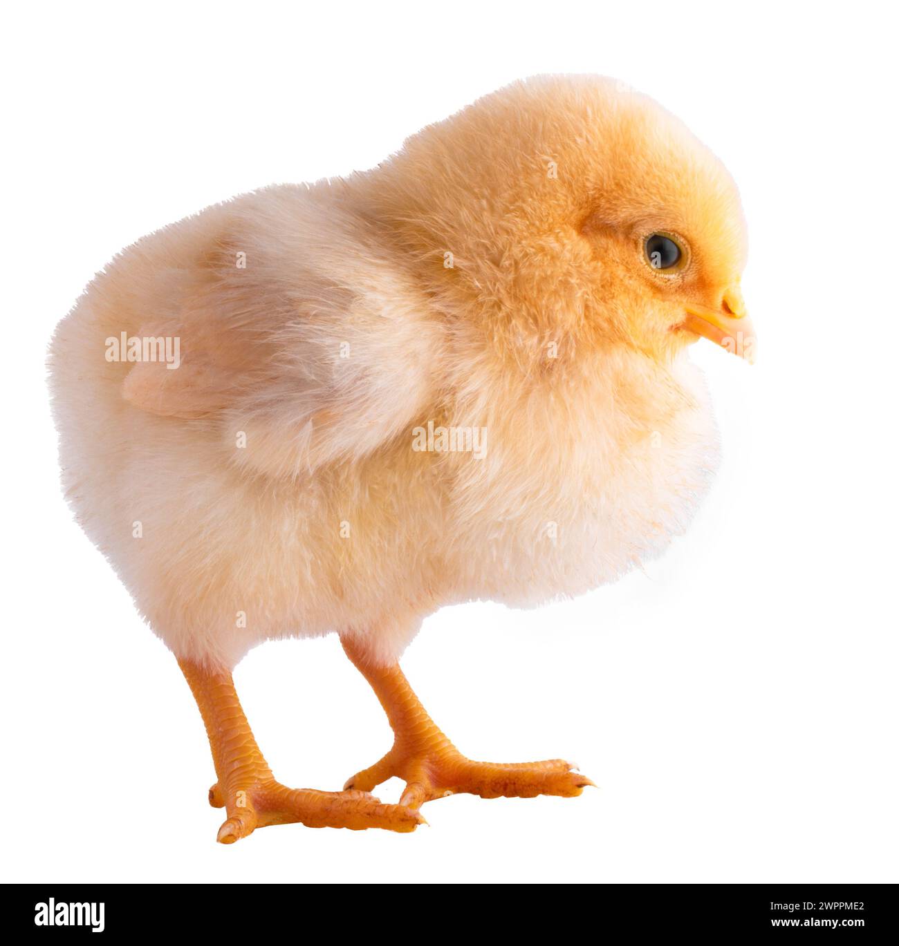 Buff Orpington chicken chick that is isolated in a studio shot and very ...