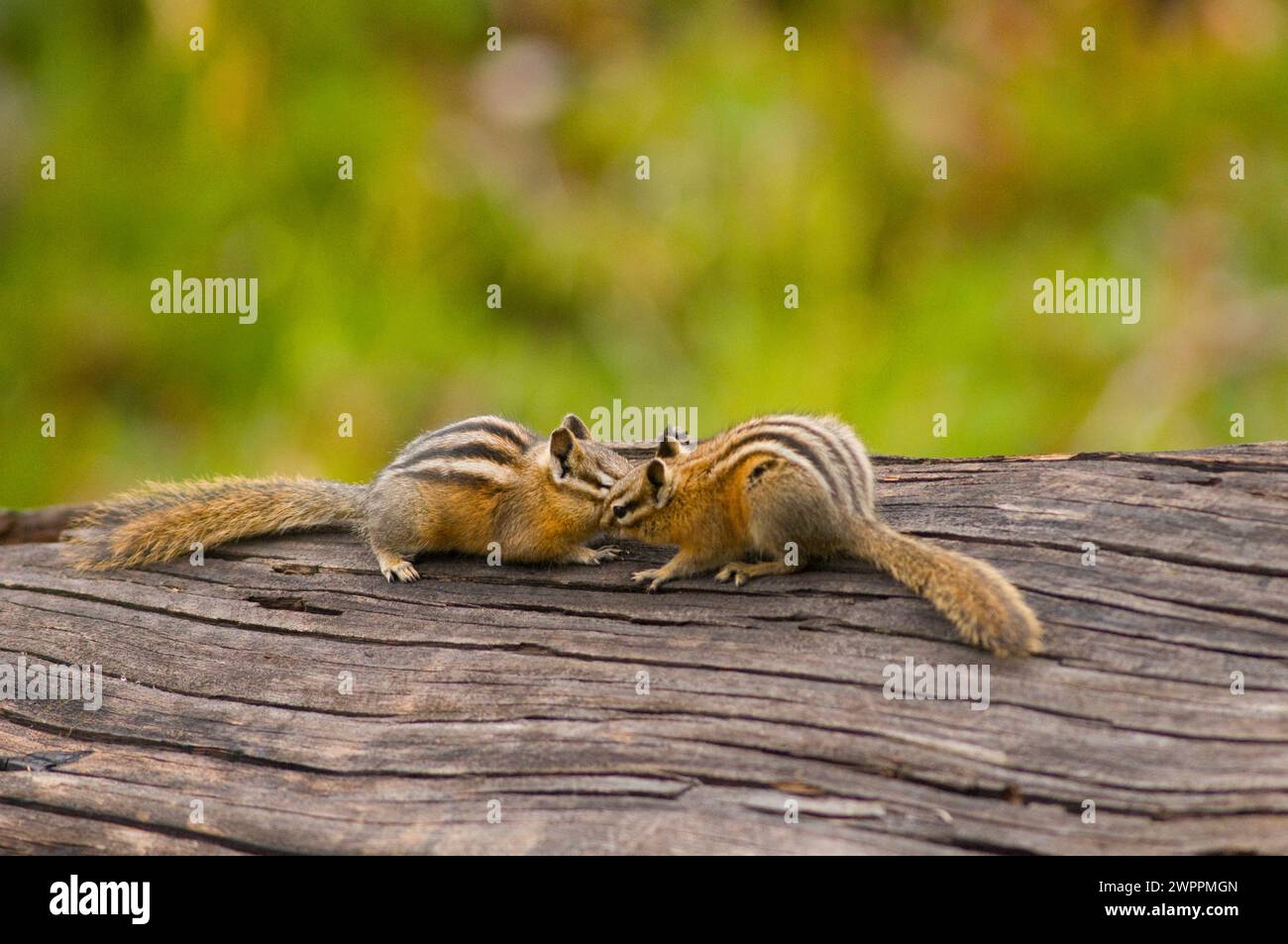 Yellow-pine Chipmunks Tamias amoenus the Copper Ridge Trail in North ...