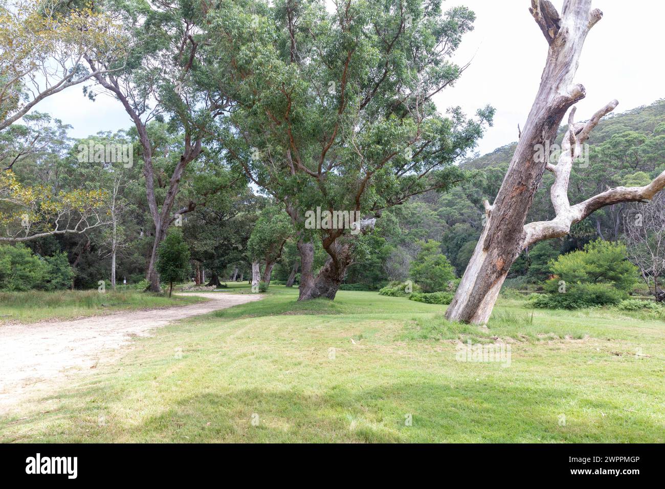 Australian fig hi-res stock photography and images - Alamy