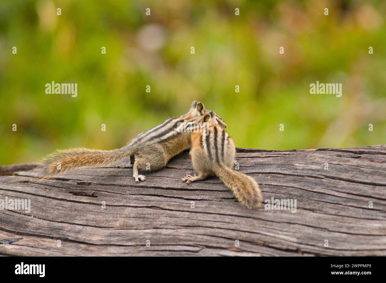 Yellow pine chipmunks hi-res stock photography and images - Alamy