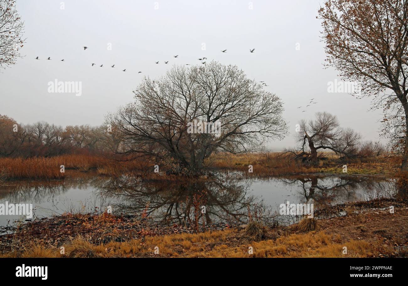 Winter landscape in Bosque del Apache, New Mexico Stock Photo - Alamy