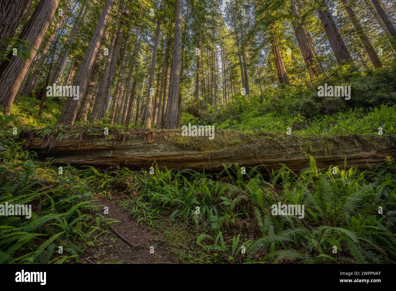 Giant redwood sprouts hi-res stock photography and images - Alamy