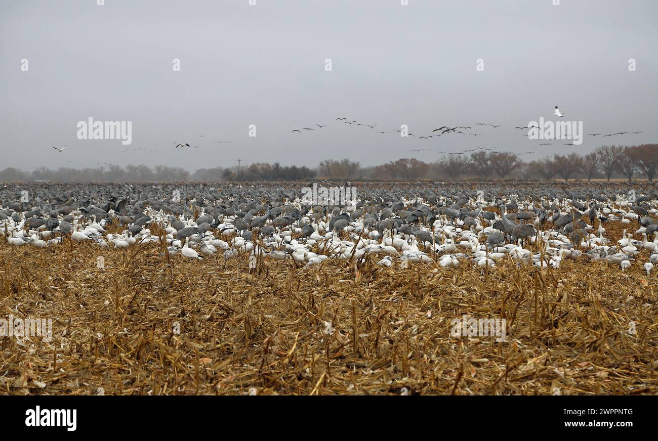 Cranes and geese on corn field - Bernardo wildlife refuge, New Mexico ...